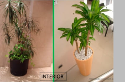 Cómo saber si una planta está muerta y cómo recuperar una planta casi ...