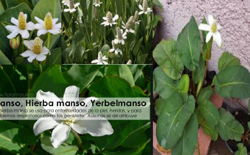 Hierba del manso: beneficios y contraindicaciones. – Espiritualidad